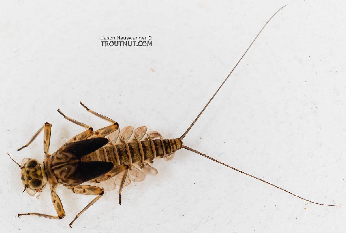 Mayfly Species Epeorus longimanus (Slate Brown Duns)