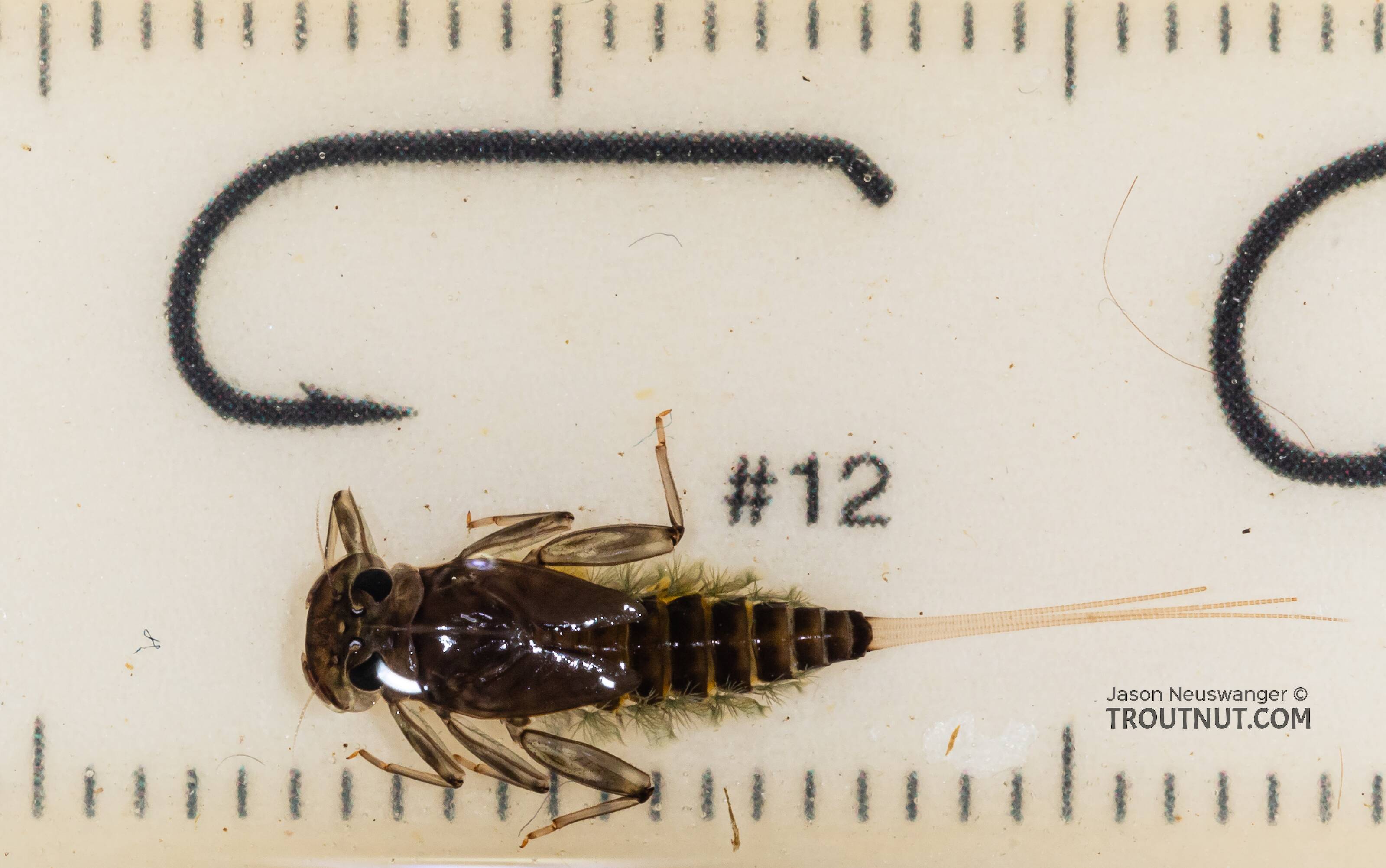 Rhithrogena hageni (Western Black Quill) Mayfly Nymph Pictures