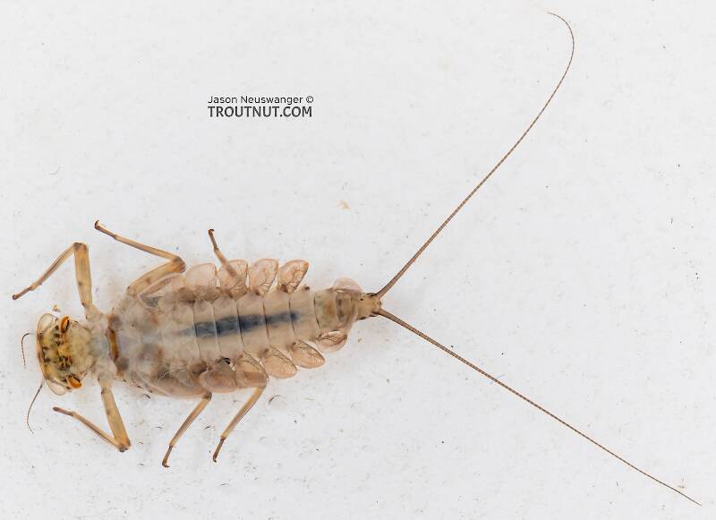 Epeorus longimanus (Slate Brown Dun) Mayfly Nymph Pictures
