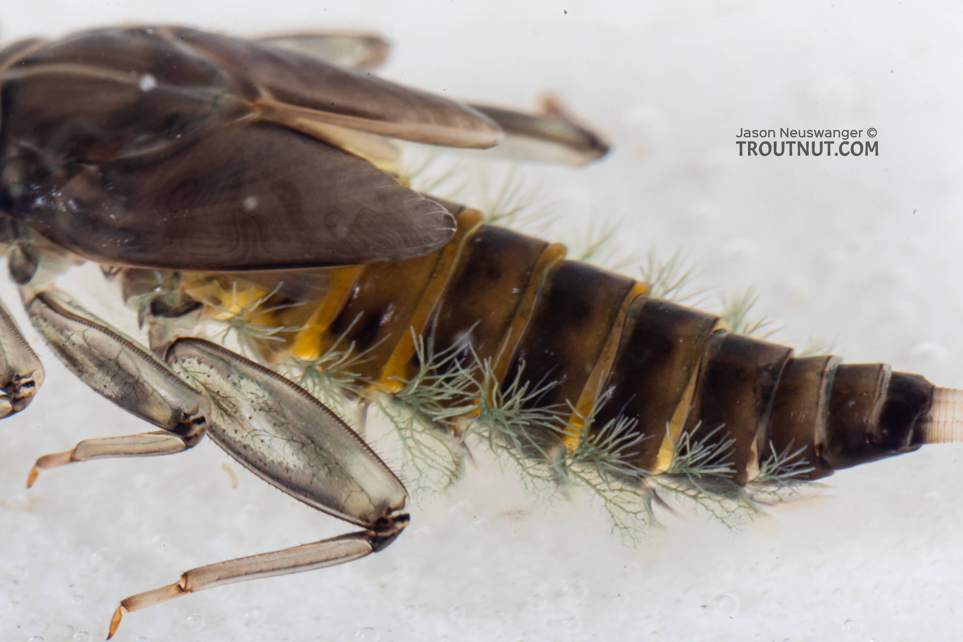 Rhithrogena hageni (Western Black Quill) Mayfly Nymph Pictures