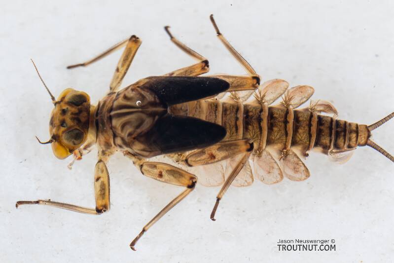 Epeorus longimanus (Slate Brown Dun) Mayfly Nymph Pictures
