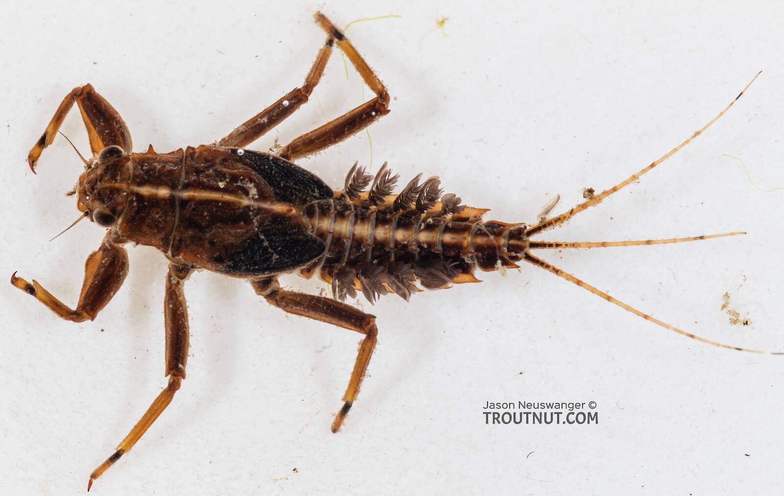 Mayfly Species Drunella grandis (Western Green Drakes)