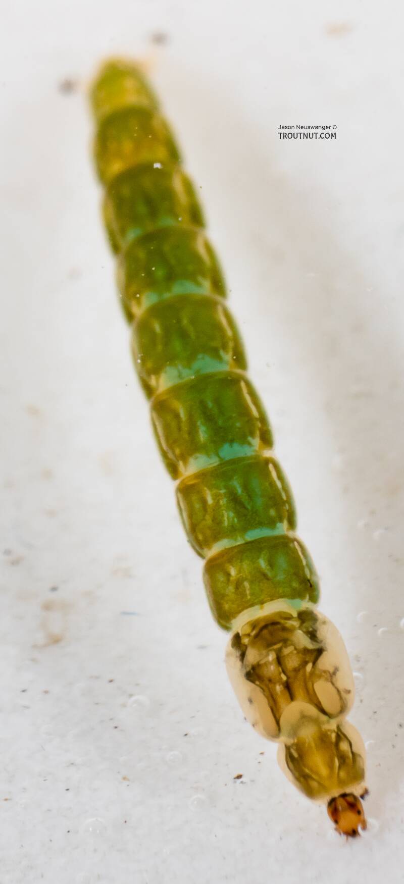 Chironomidae (Midge) True Fly Larva Pictures