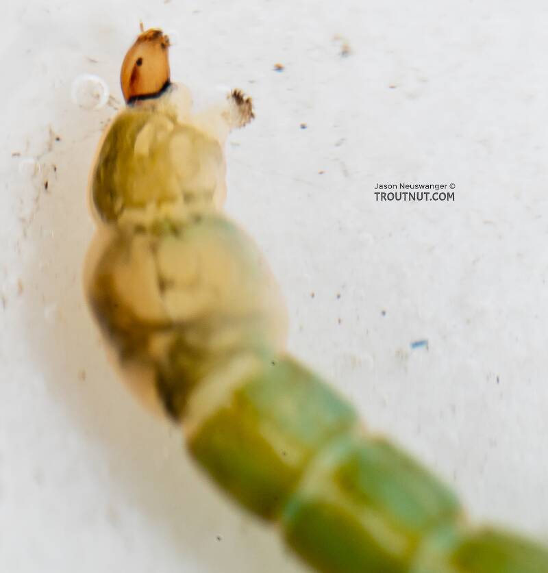 Chironomidae (Midge) True Fly Larva Pictures