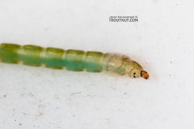 Chironomidae (Midge) True Fly Larva Pictures