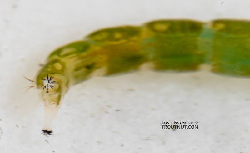 Chironomidae (Midge) True Fly Larva Pictures