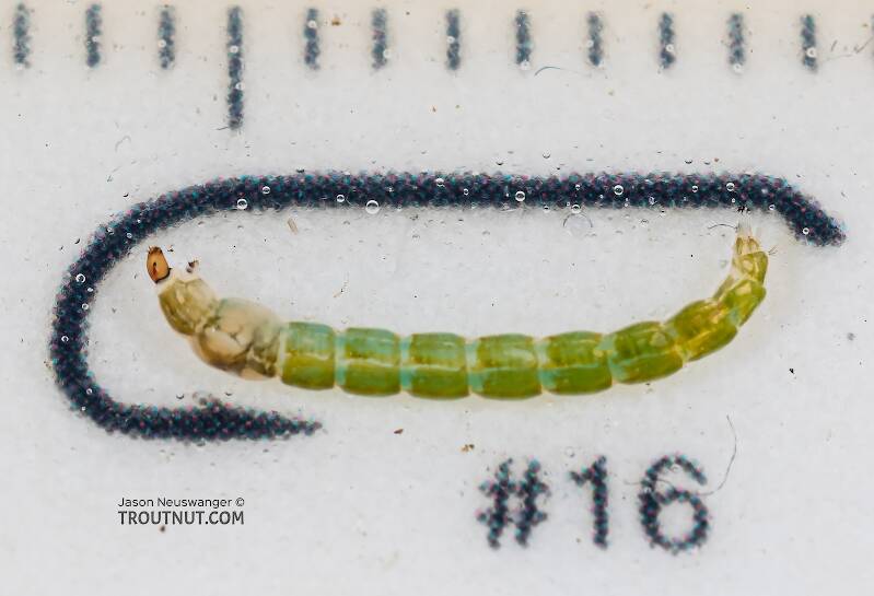 Chironomidae (Midge) True Fly Larva Pictures