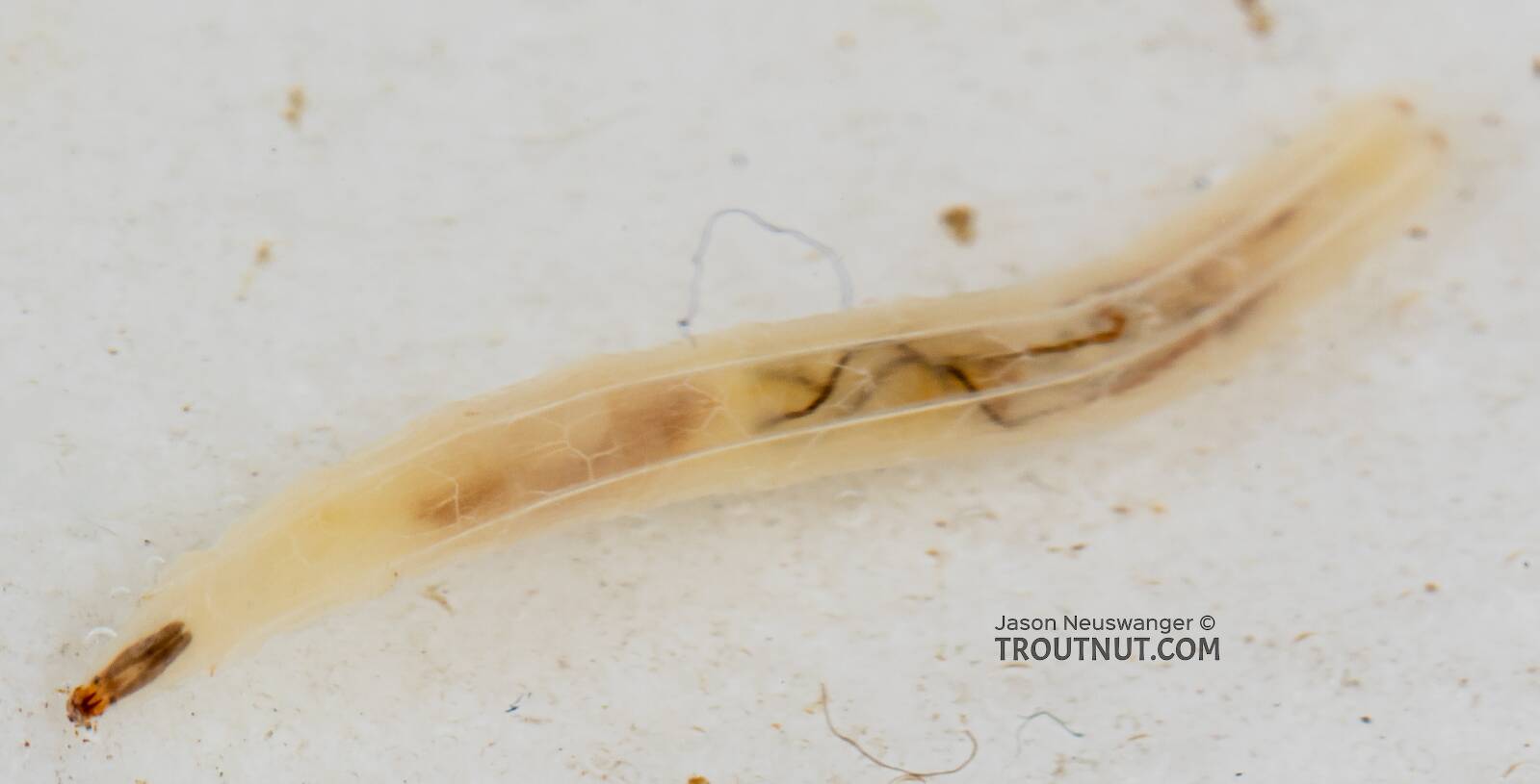 Dolichopodidae True Fly Larva Pictures