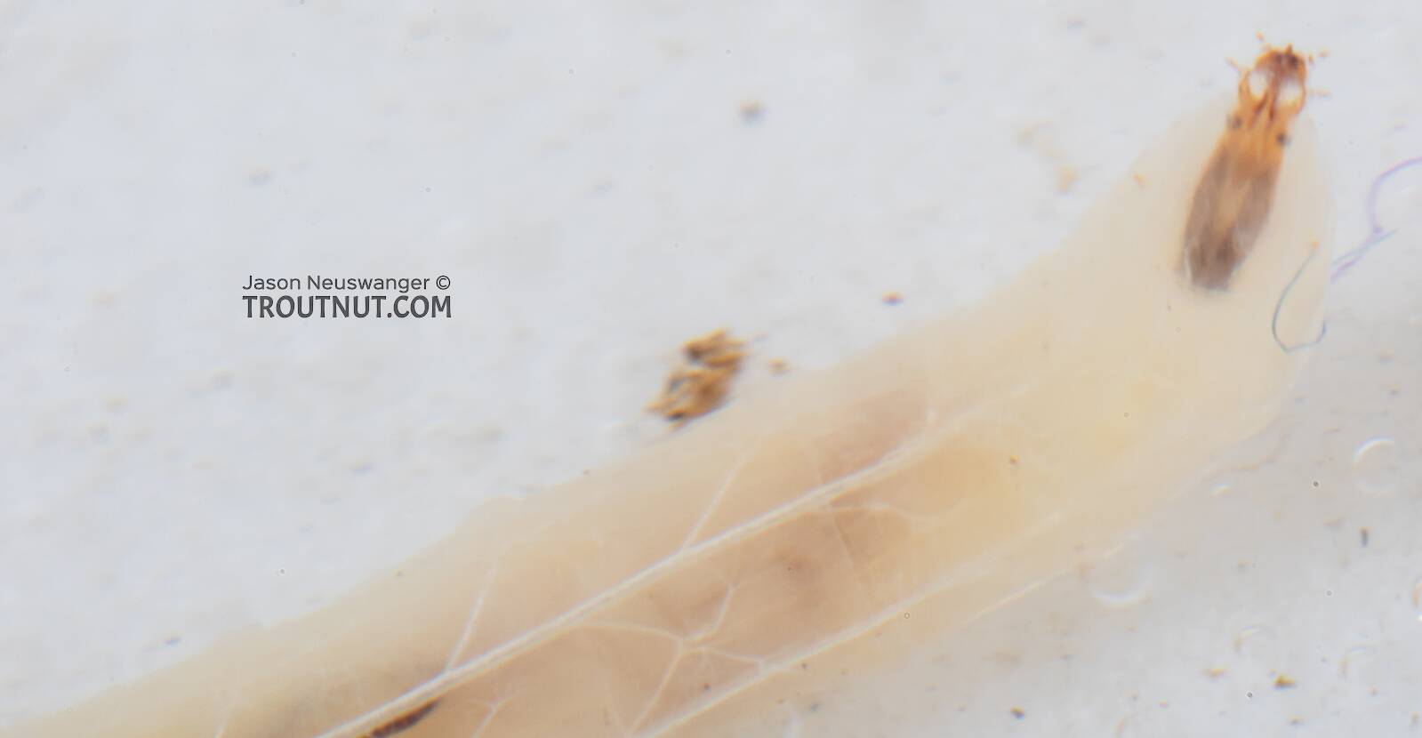 Dolichopodidae True Fly Larva Pictures