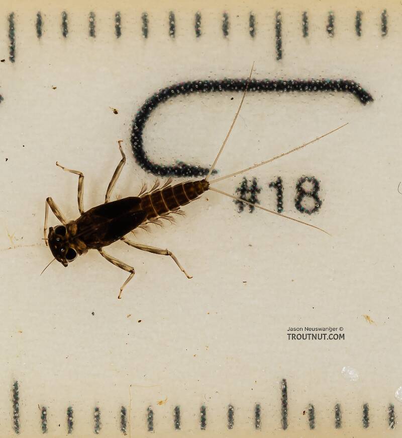 Cinygmula (Dark Red Quill) Mayfly Nymph Pictures