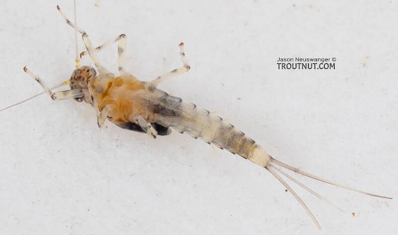 Male Baetis flavistriga (Dark Blue-Winged Olive) Mayfly Nymph Pictures