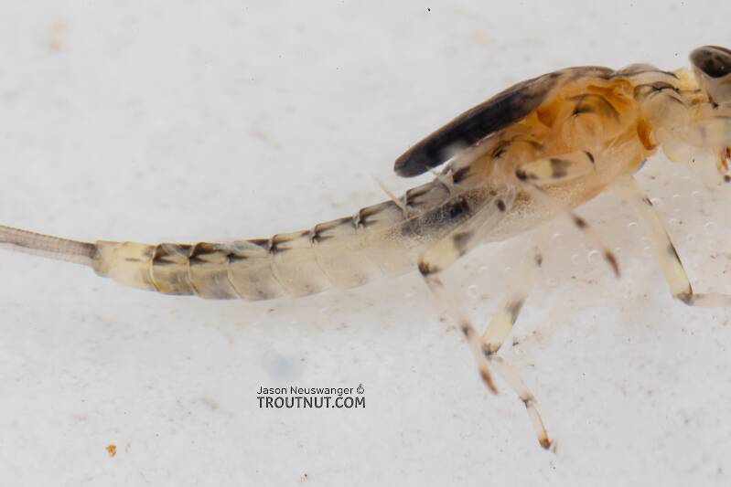 Male Baetis flavistriga (Dark Blue-Winged Olive) Mayfly Nymph Pictures