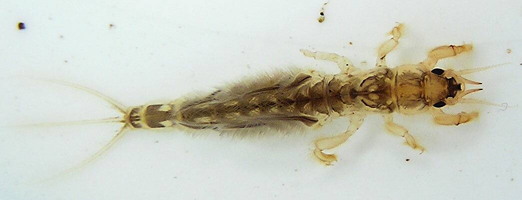 Hexagenia limbata (Hex) Mayfly Nymph Pictures