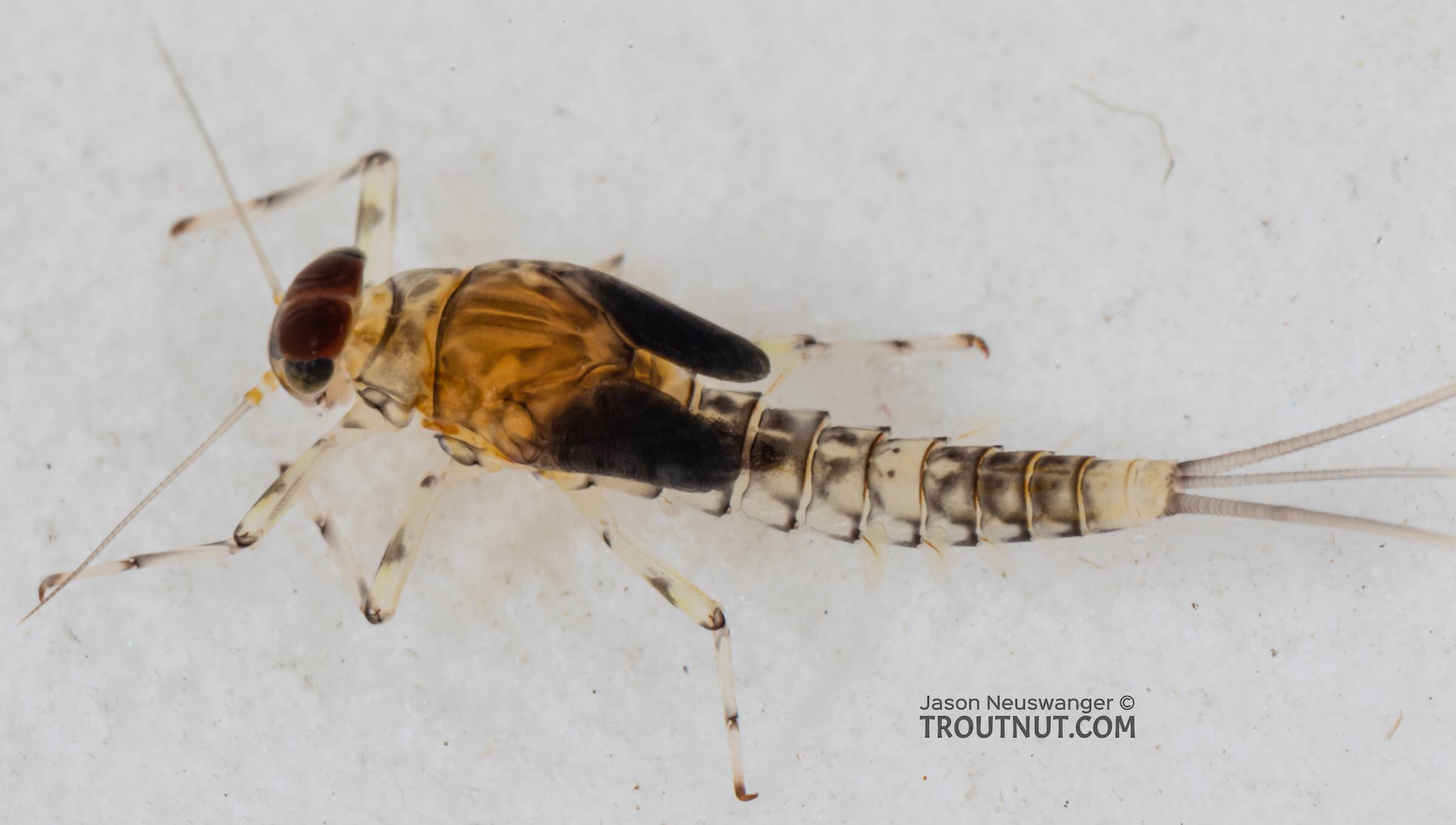 Male Baetis flavistriga (Dark Blue-Winged Olive) Mayfly Nymph Pictures