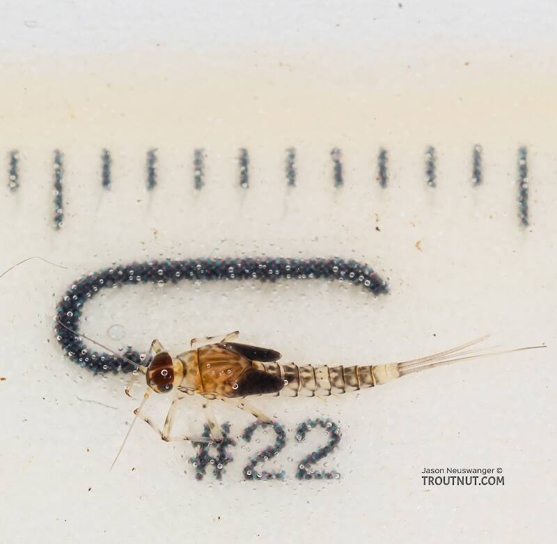 Male Baetis flavistriga (Dark Blue-Winged Olive) Mayfly Nymph Pictures