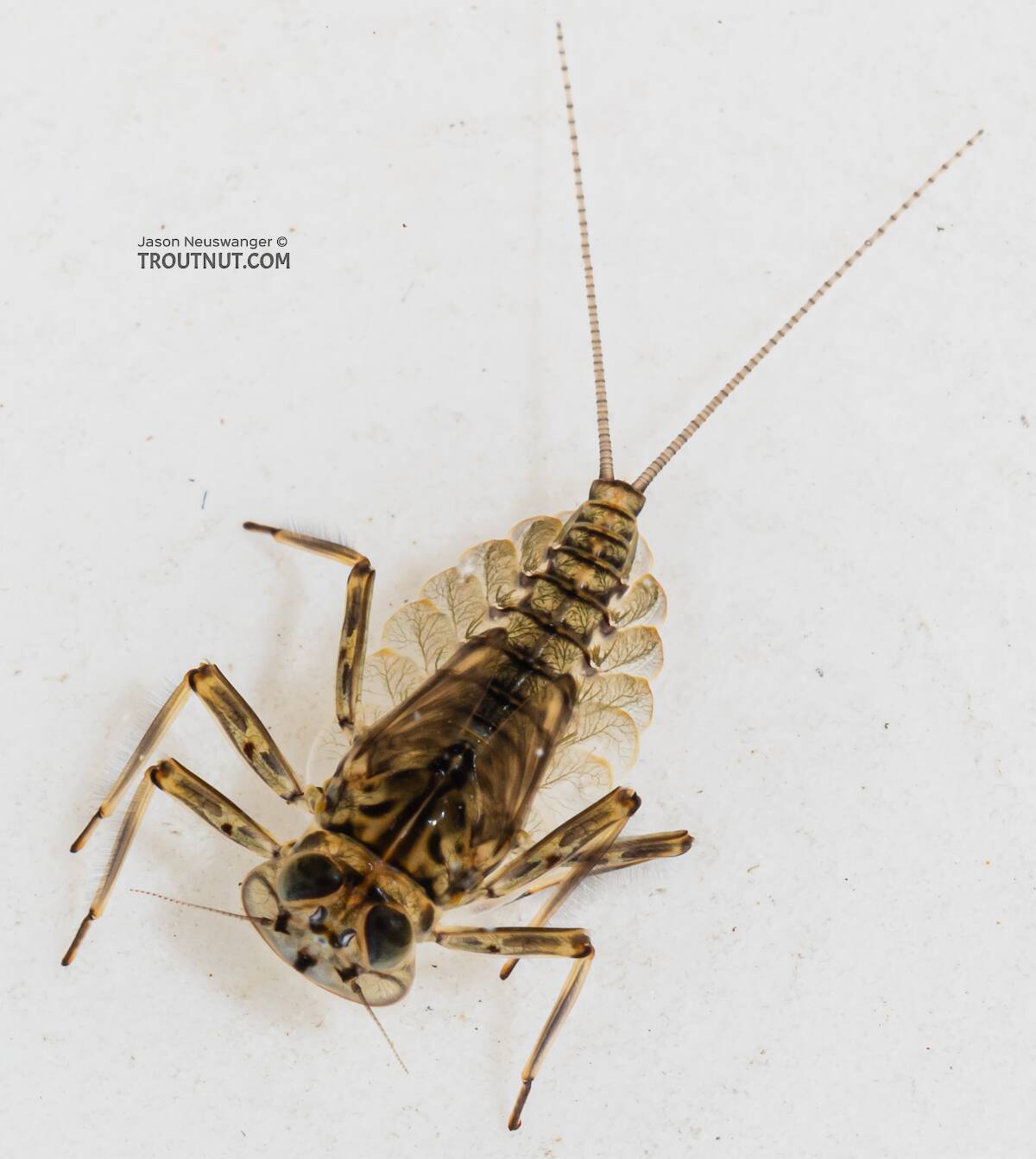 Epeorus longimanus (Slate Brown Dun) Mayfly Nymph Pictures