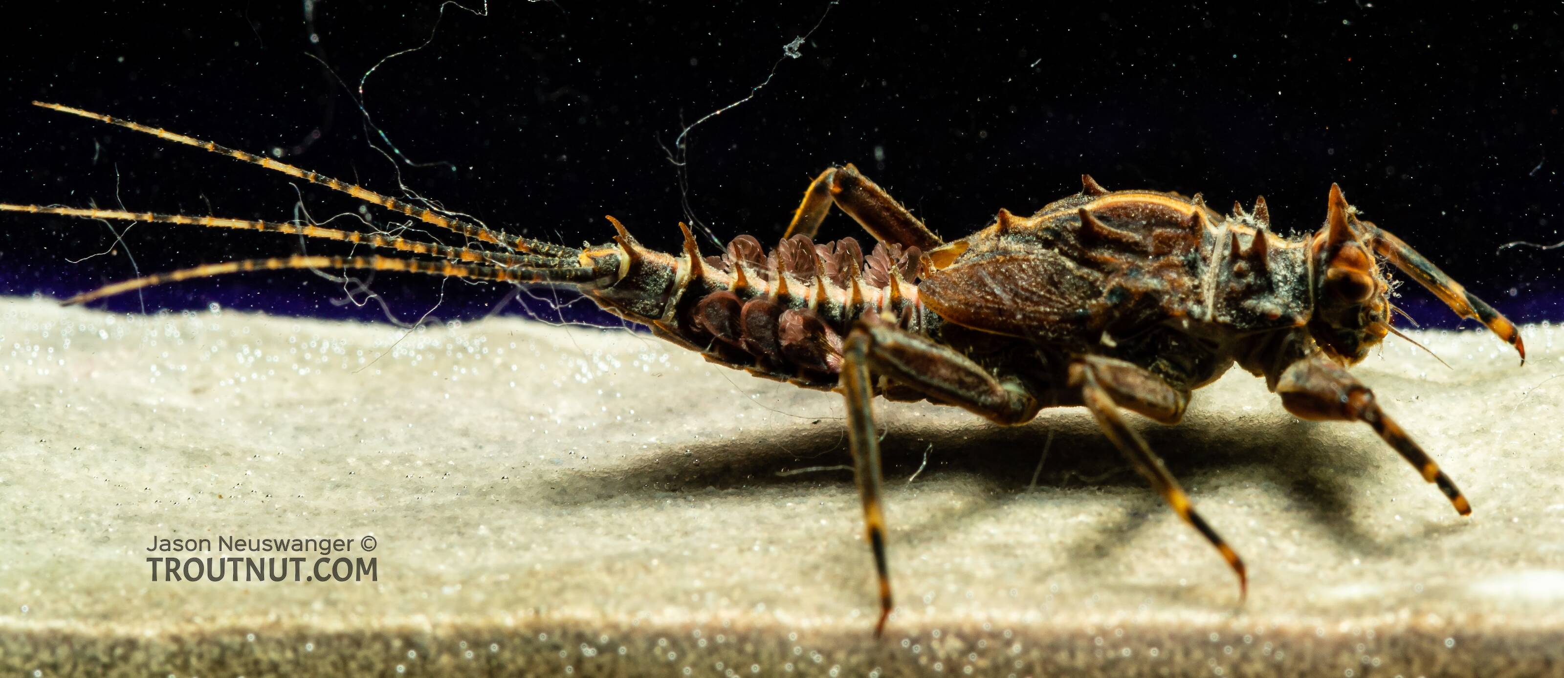 Mayfly Species Drunella grandis (Western Green Drakes)