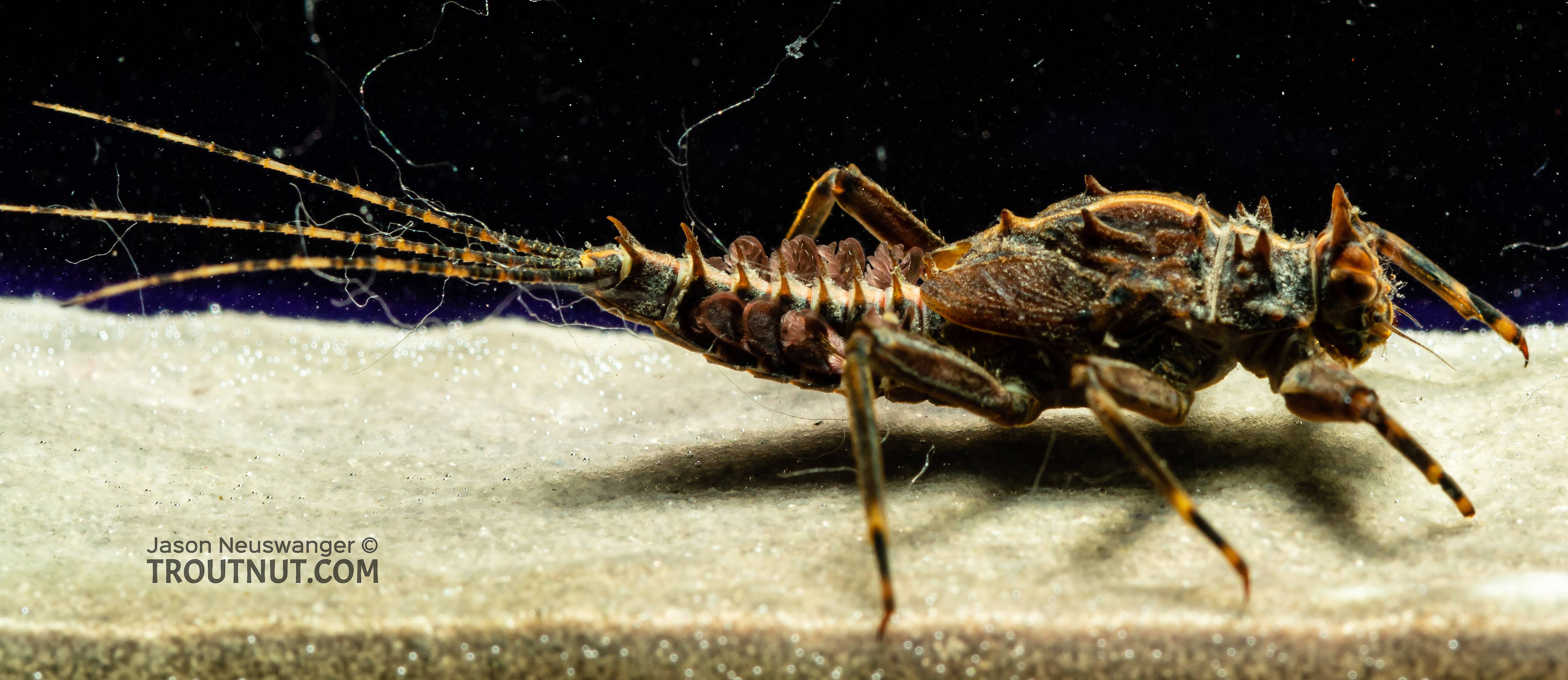 Mayfly Species Drunella grandis (Western Green Drakes)