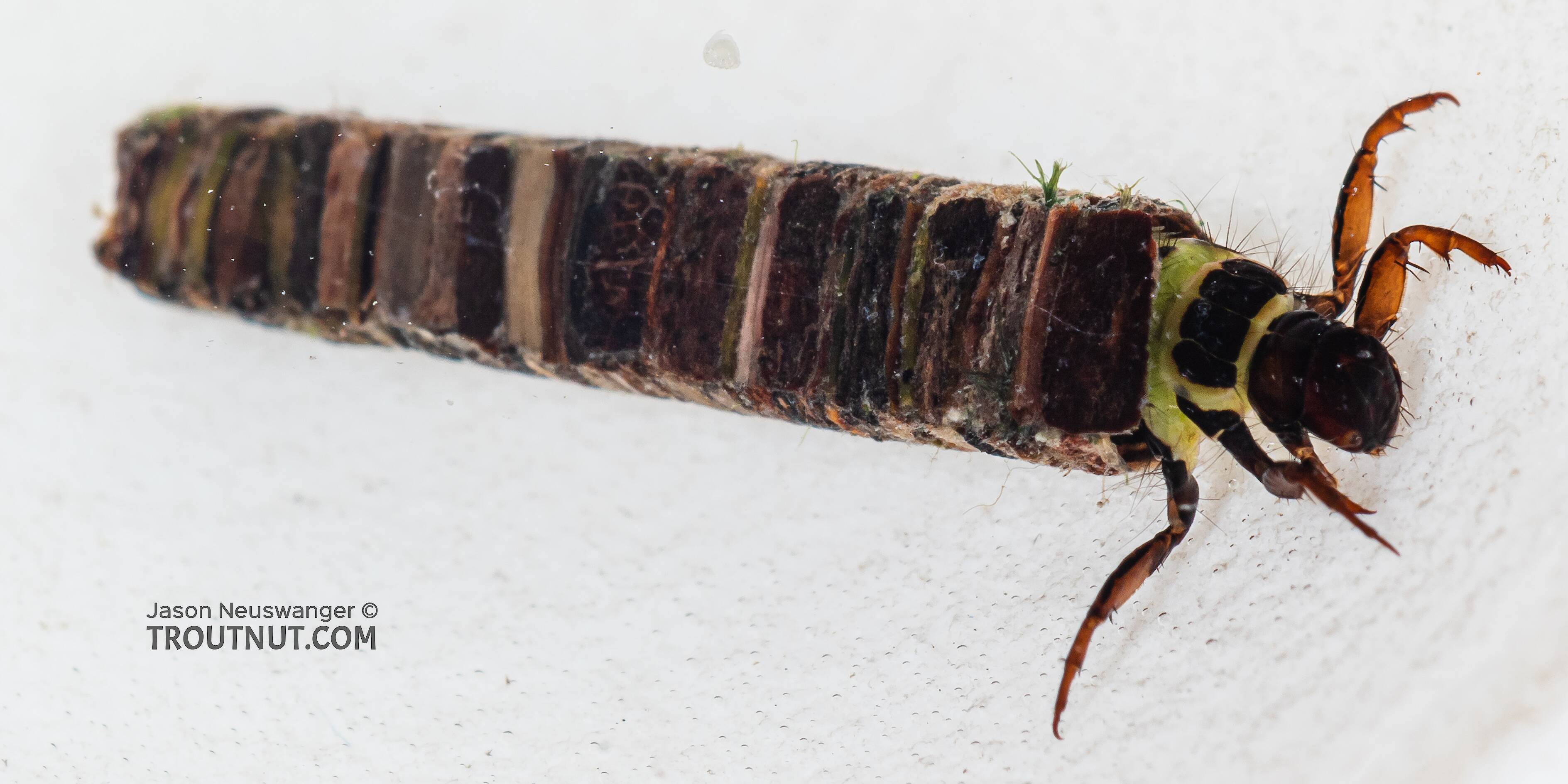 Caddisfly Genus Brachycentrus (Grannoms)