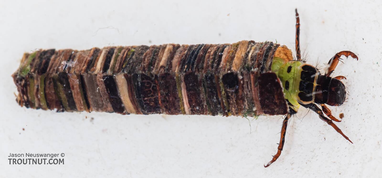 Brachycentrus americanus (American Grannom) Caddisfly Larva Pictures