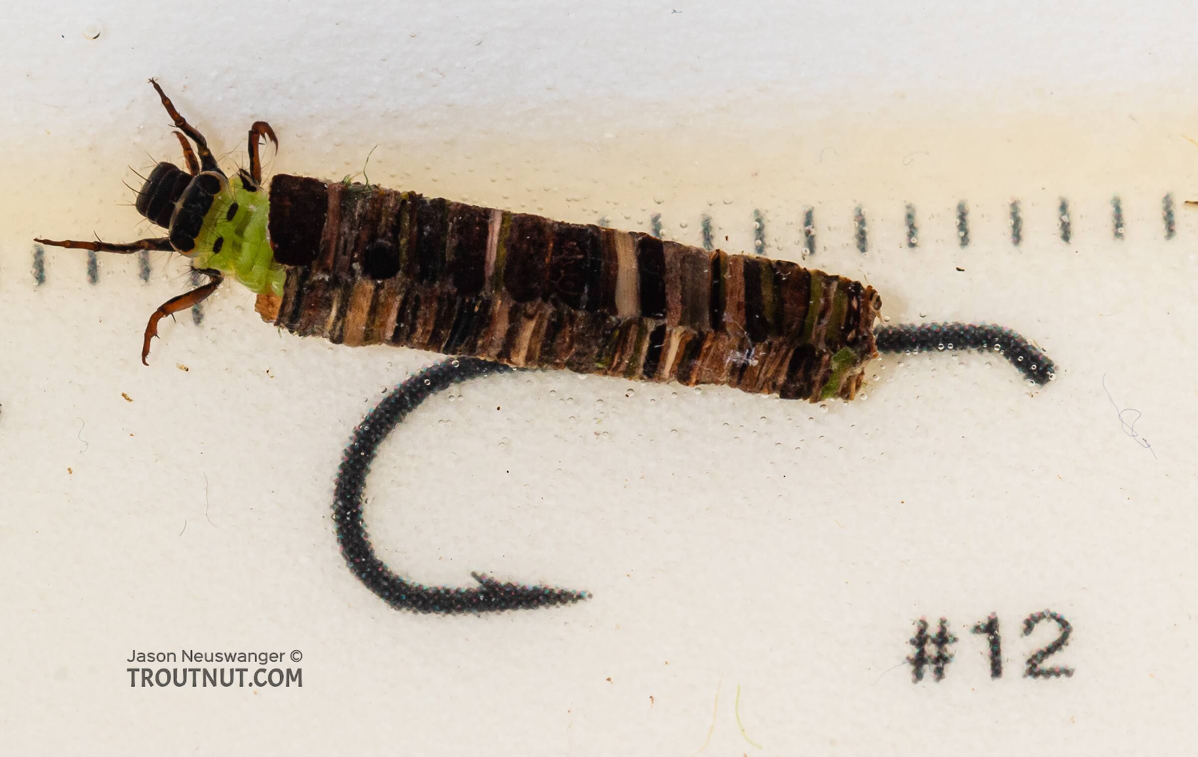 Brachycentrus americanus (American Grannom) Caddisfly Larva Pictures