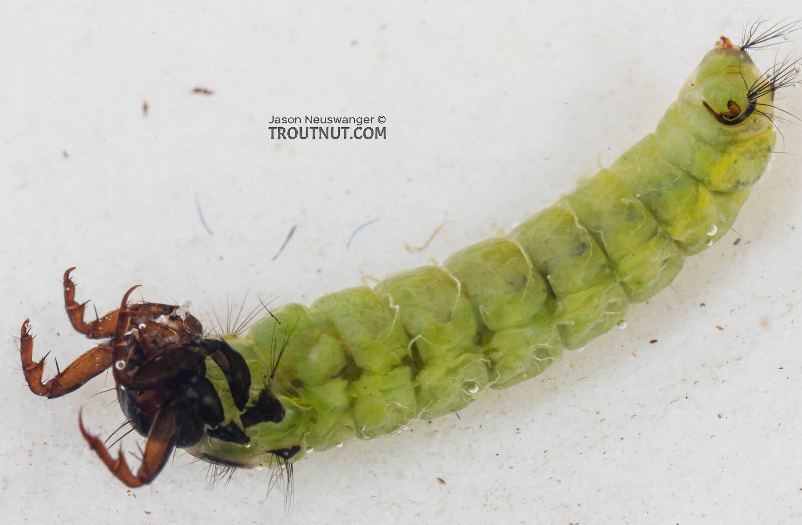 Brachycentrus americanus (American Grannom) Caddisfly Larva Pictures