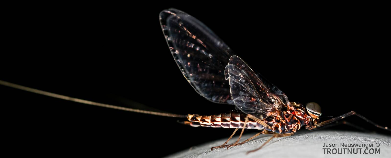 Mayfly Family Siphlonuridae (Gray Drakes)