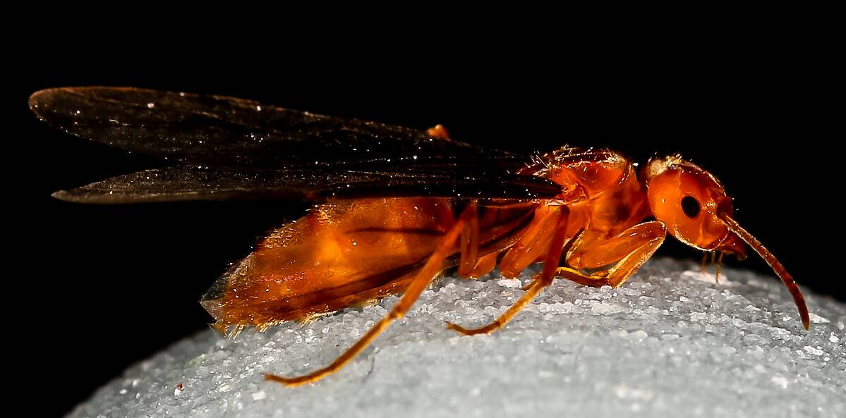 Formicidae (Ant) Insect Adult Pictures