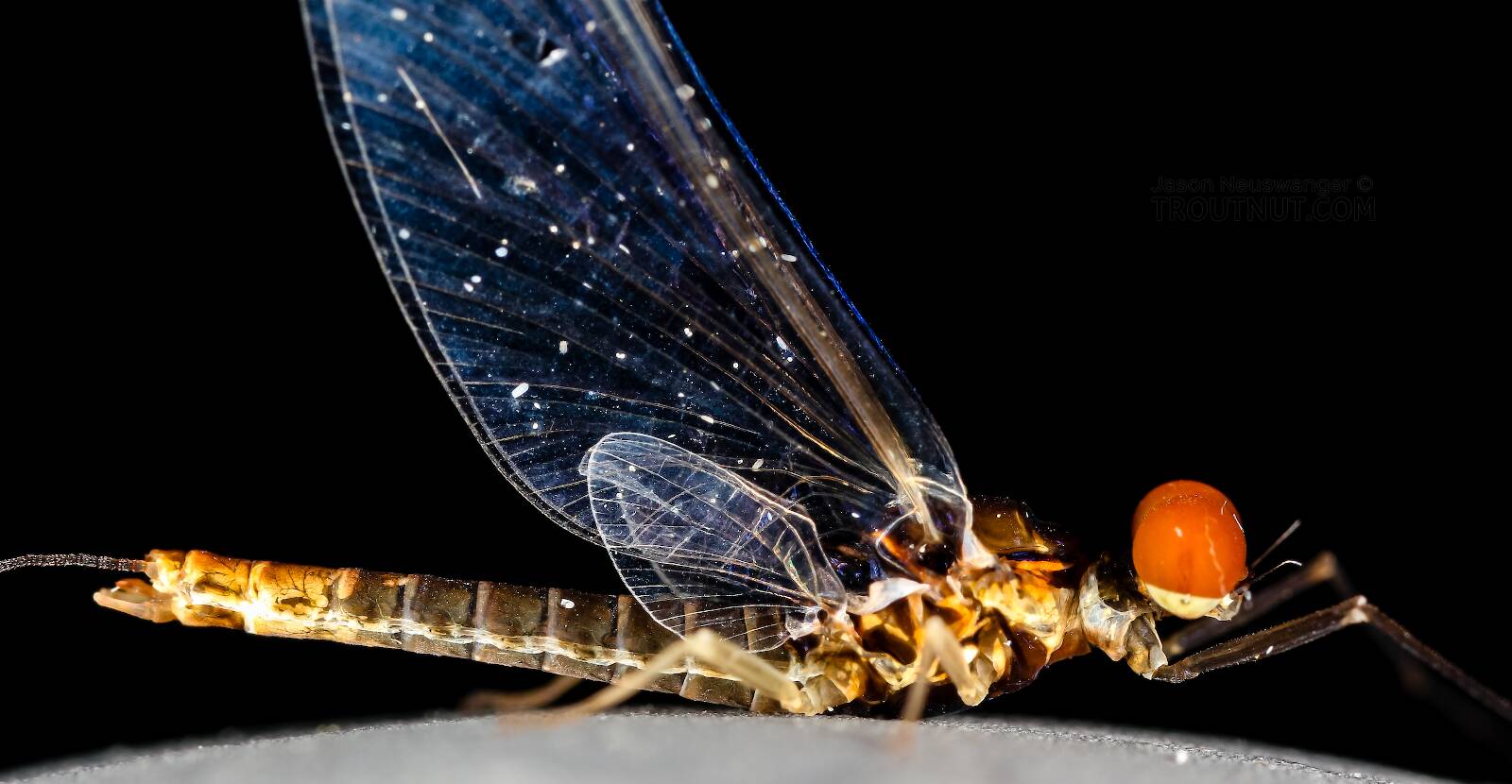 Mayfly Species Ephemerella excrucians (Pale Morning Duns)