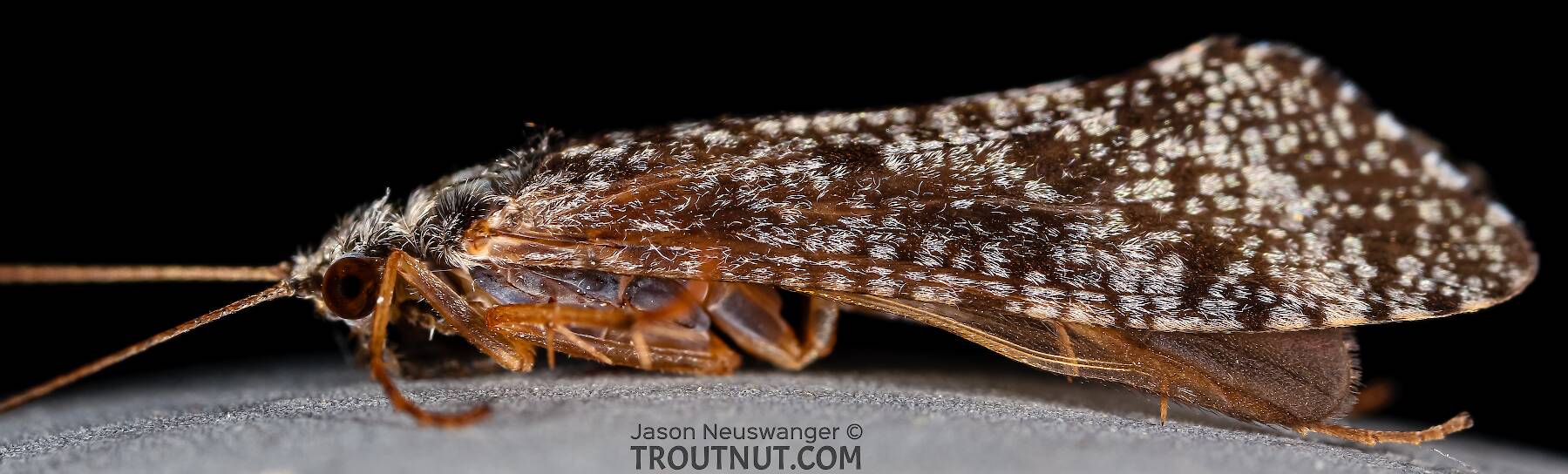 Caddisfly Family Hydropsychidae
