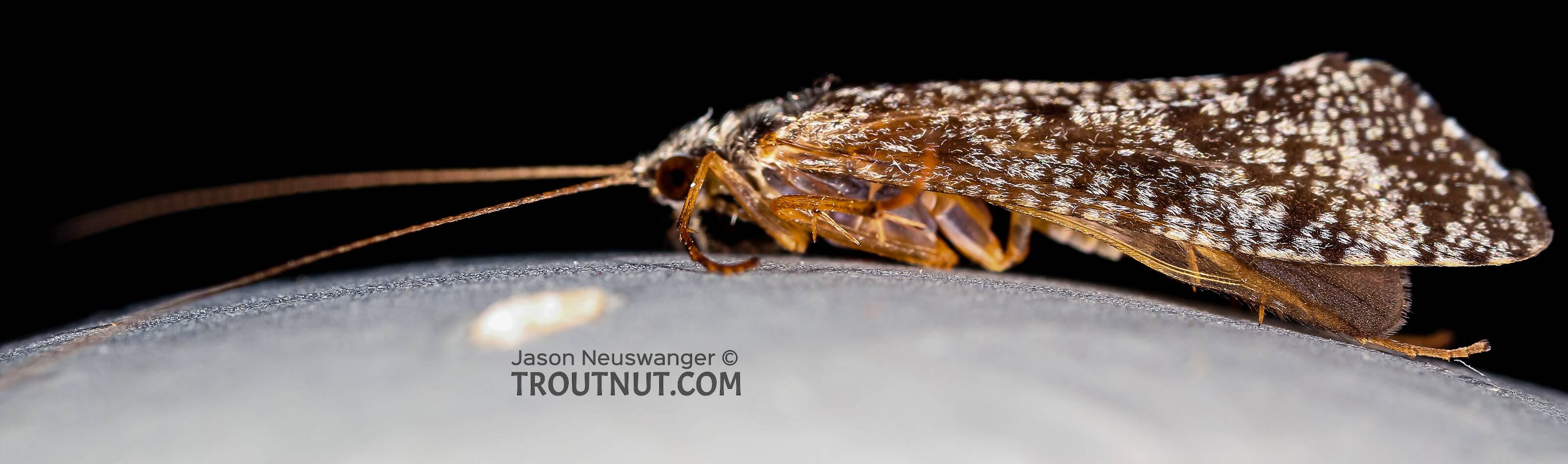 Caddisfly Family Hydropsychidae