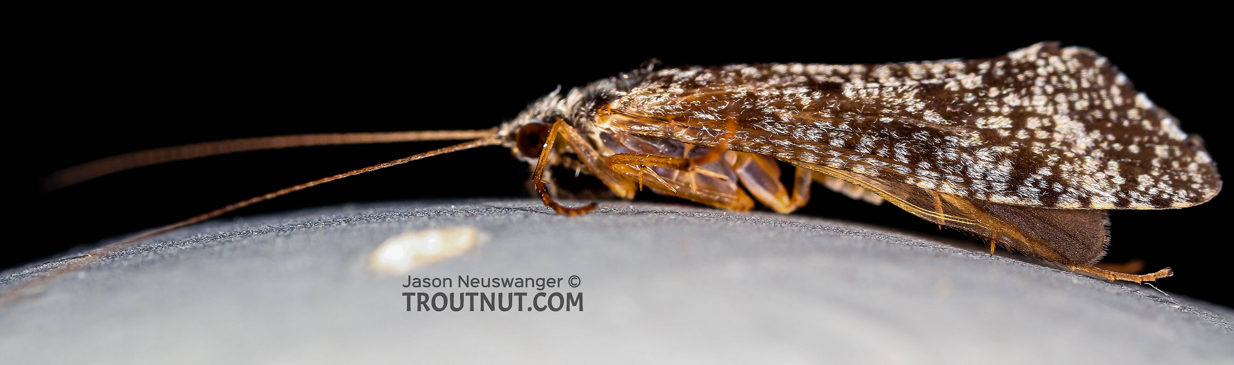 Caddisfly Family Hydropsychidae