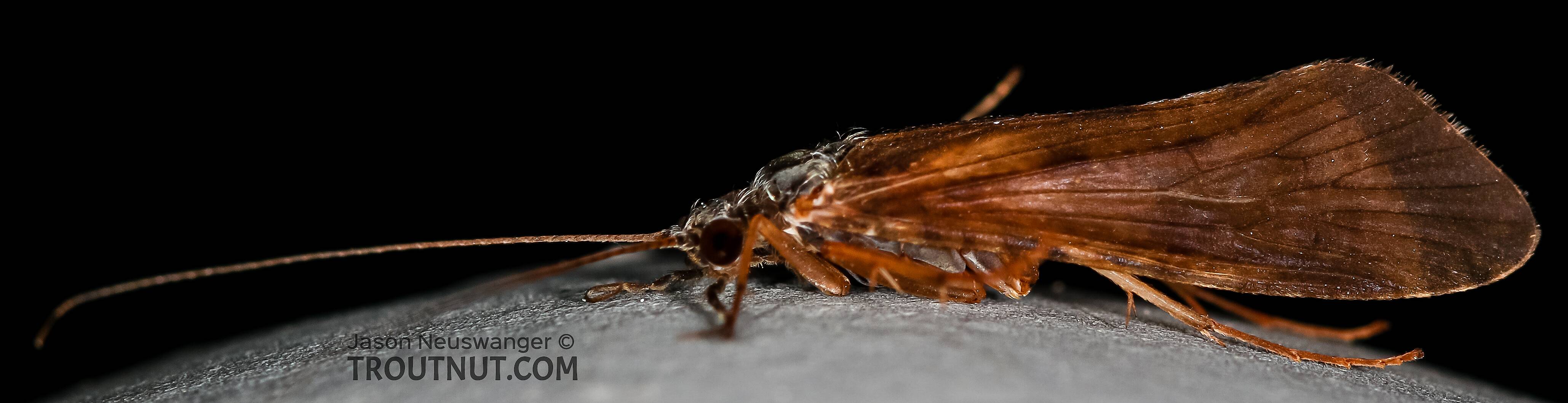 Caddisfly Family Hydropsychidae