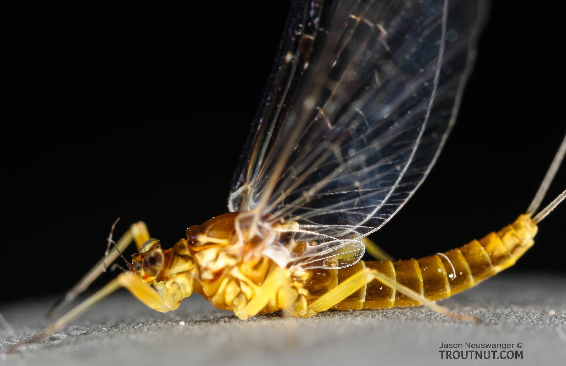 Female Baetis tricaudatus (Blue-Winged Olive) Mayfly Spinner Pictures