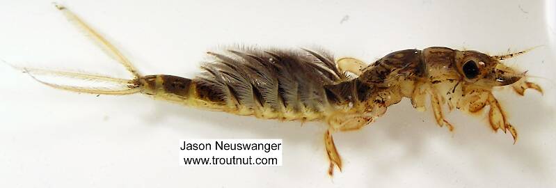 Hexagenia limbata (Hex) Mayfly Nymph Pictures