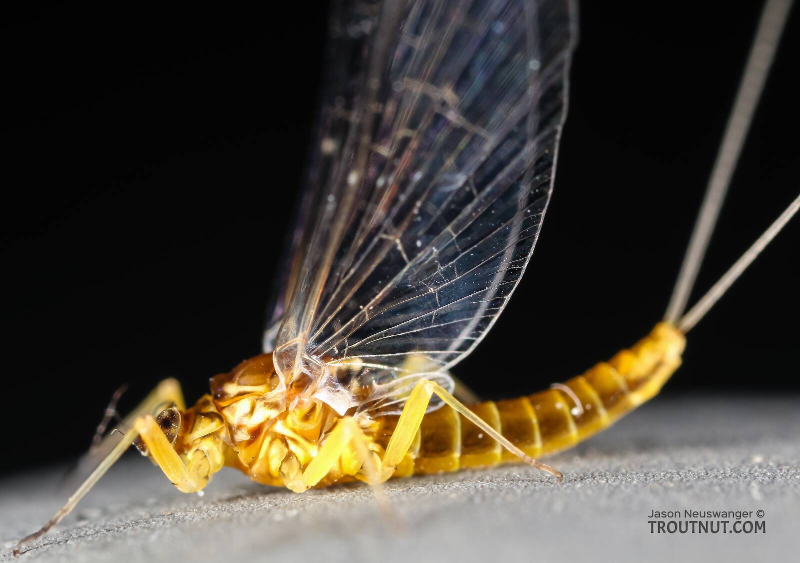 Female Baetis tricaudatus (Blue-Winged Olive) Mayfly Spinner Pictures