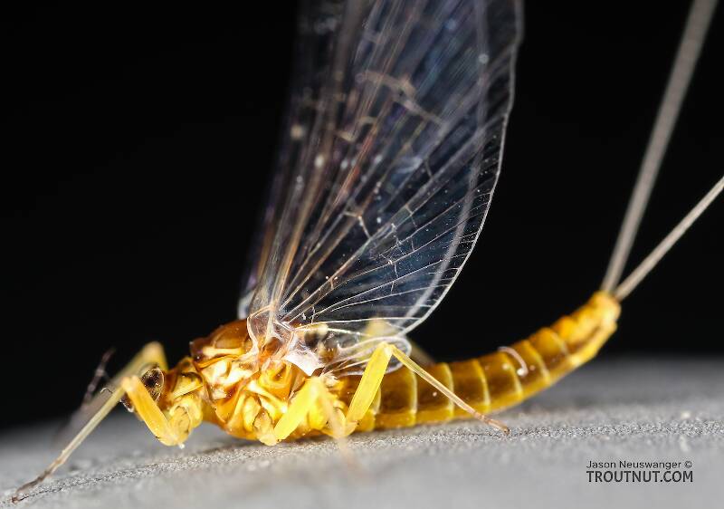 Female Baetis tricaudatus (Blue-Winged Olive) Mayfly Spinner Pictures