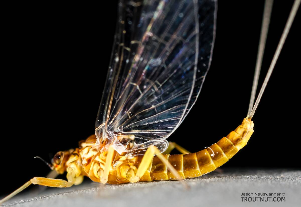 Female Baetis tricaudatus (Blue-Winged Olive) Mayfly Spinner Pictures