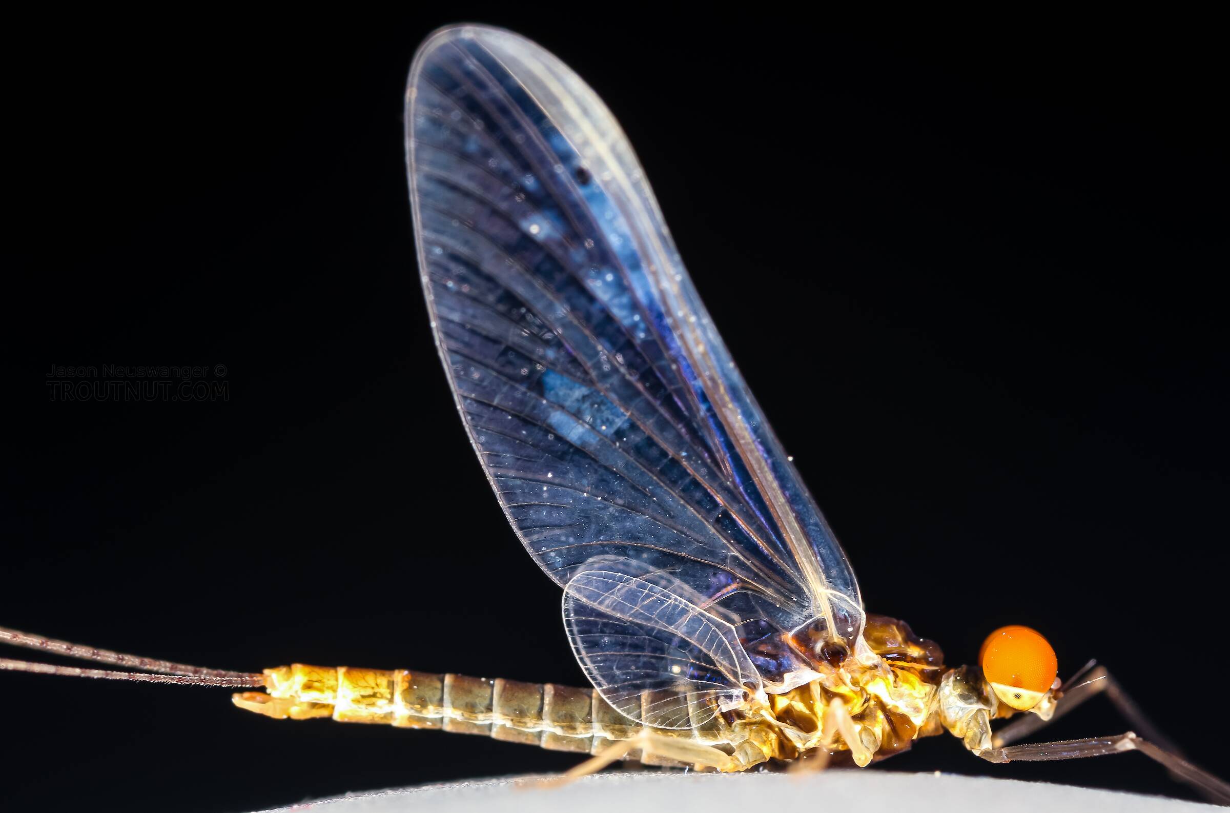 Mayfly Species Ephemerella excrucians (Pale Morning Duns)