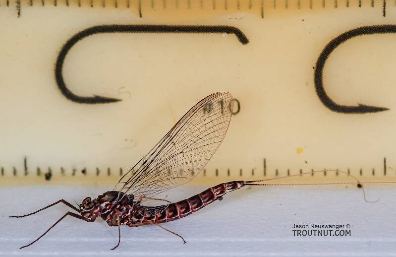 Female Siphlonurus occidentalis (Gray Drake) Mayfly Spinner Pictures