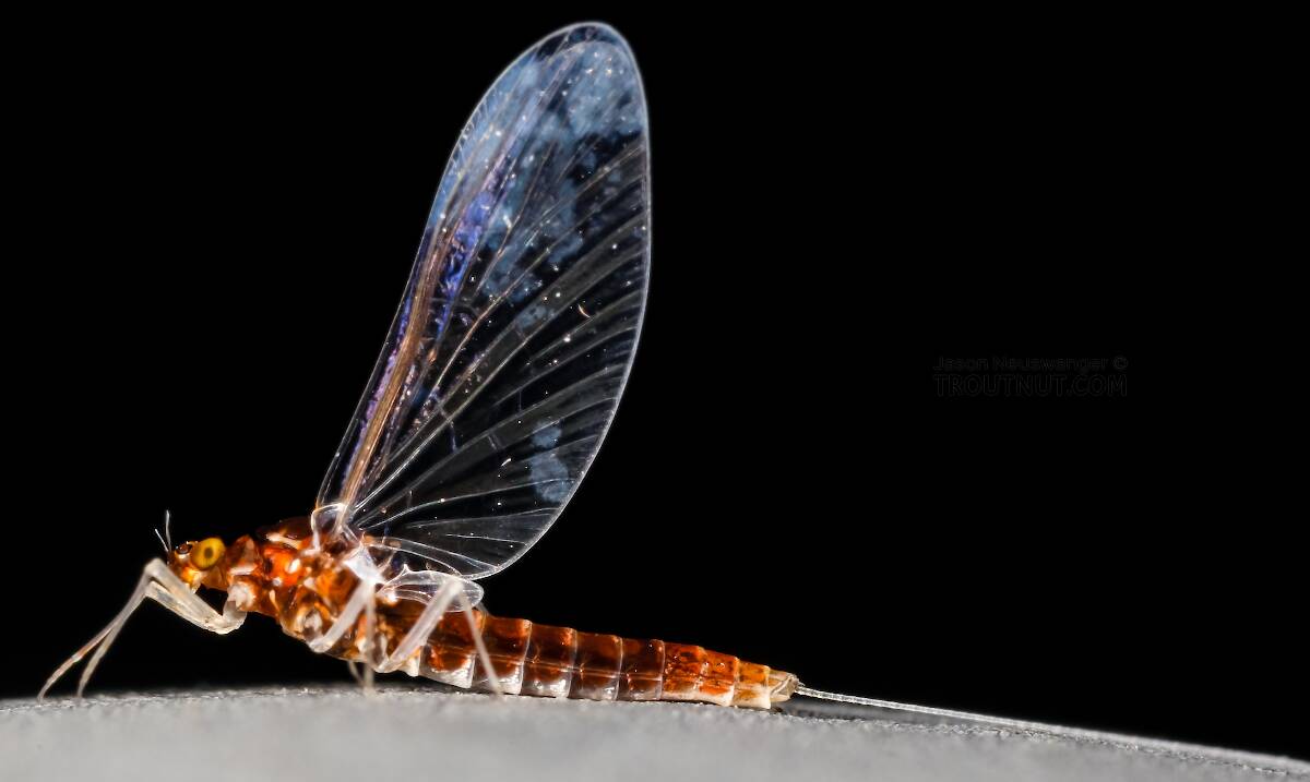 Female Acerpenna pygmaea (Tiny Blue-Winged Olive) Mayfly Spinner Pictures
