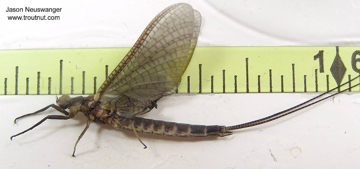 Mayfly Family Ephemeridae (Hexes and Big Drakes)