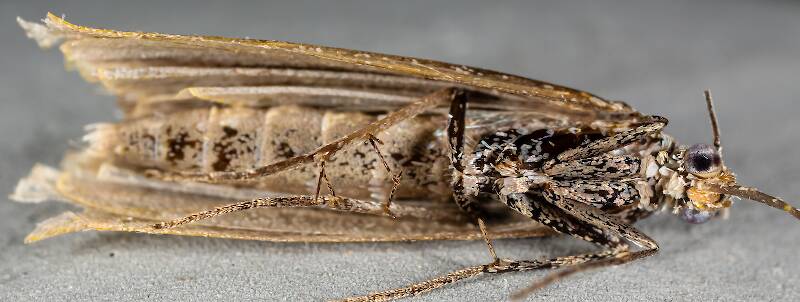 Lepidoptera (Moth) Insect Adult Pictures