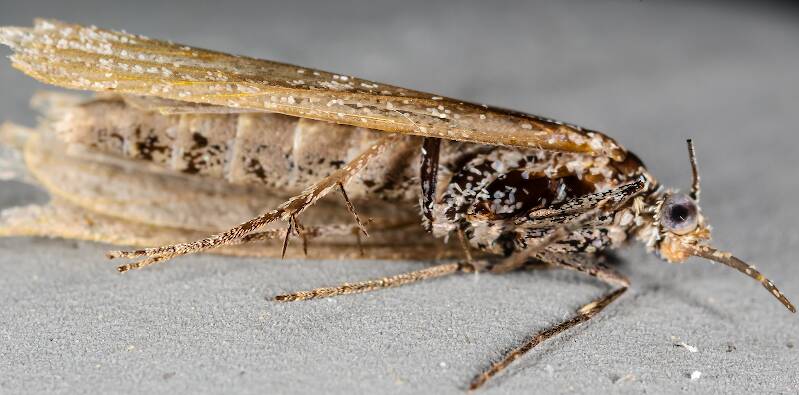 Lepidoptera (Moth) Insect Adult Pictures