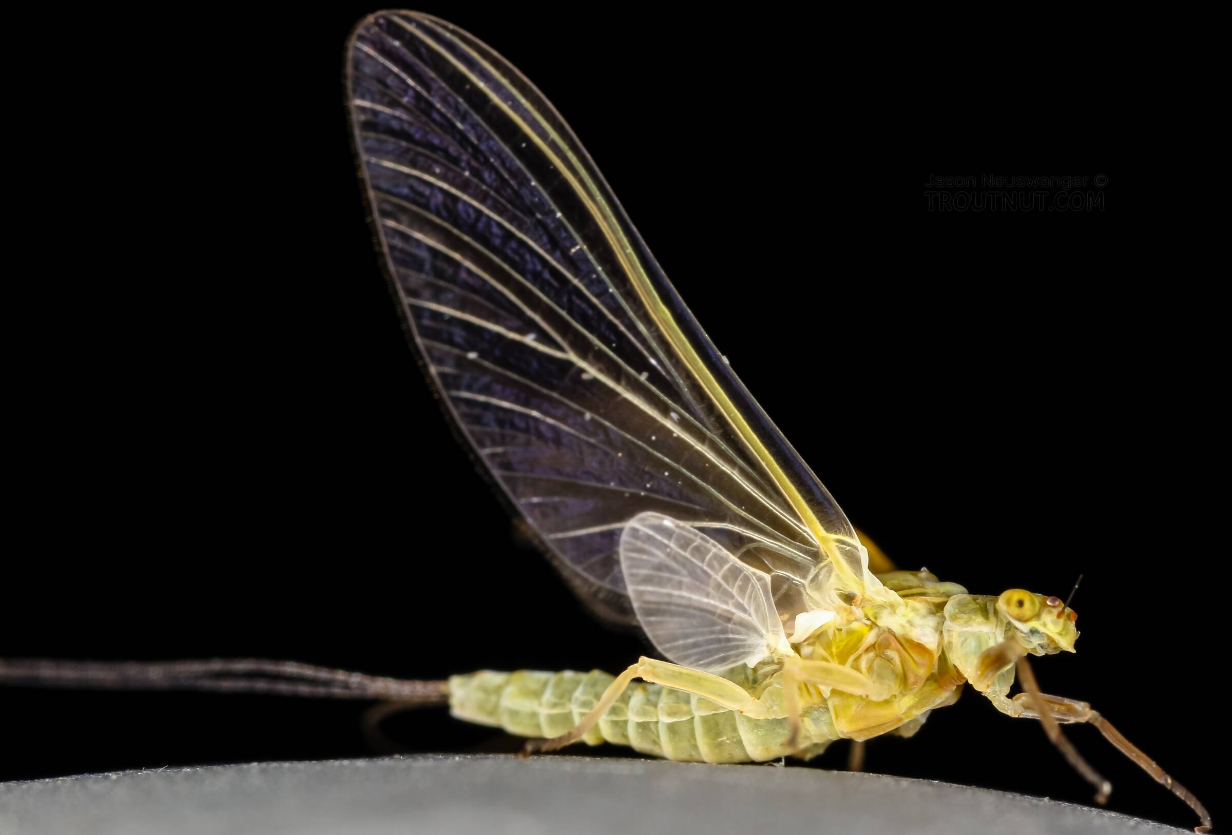 Mayfly Species Ephemerella excrucians (Pale Morning Duns)
