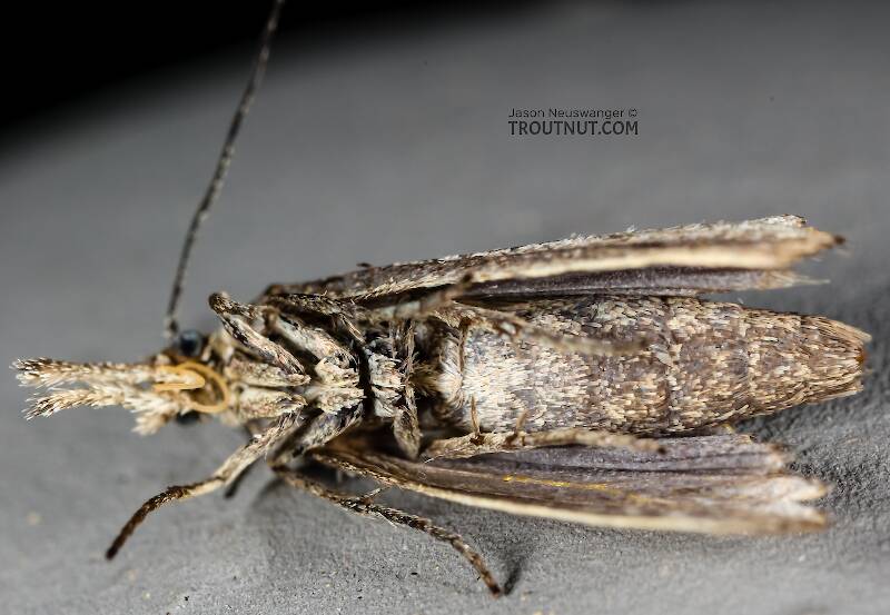 Lepidoptera (Moth) Insect Adult Pictures