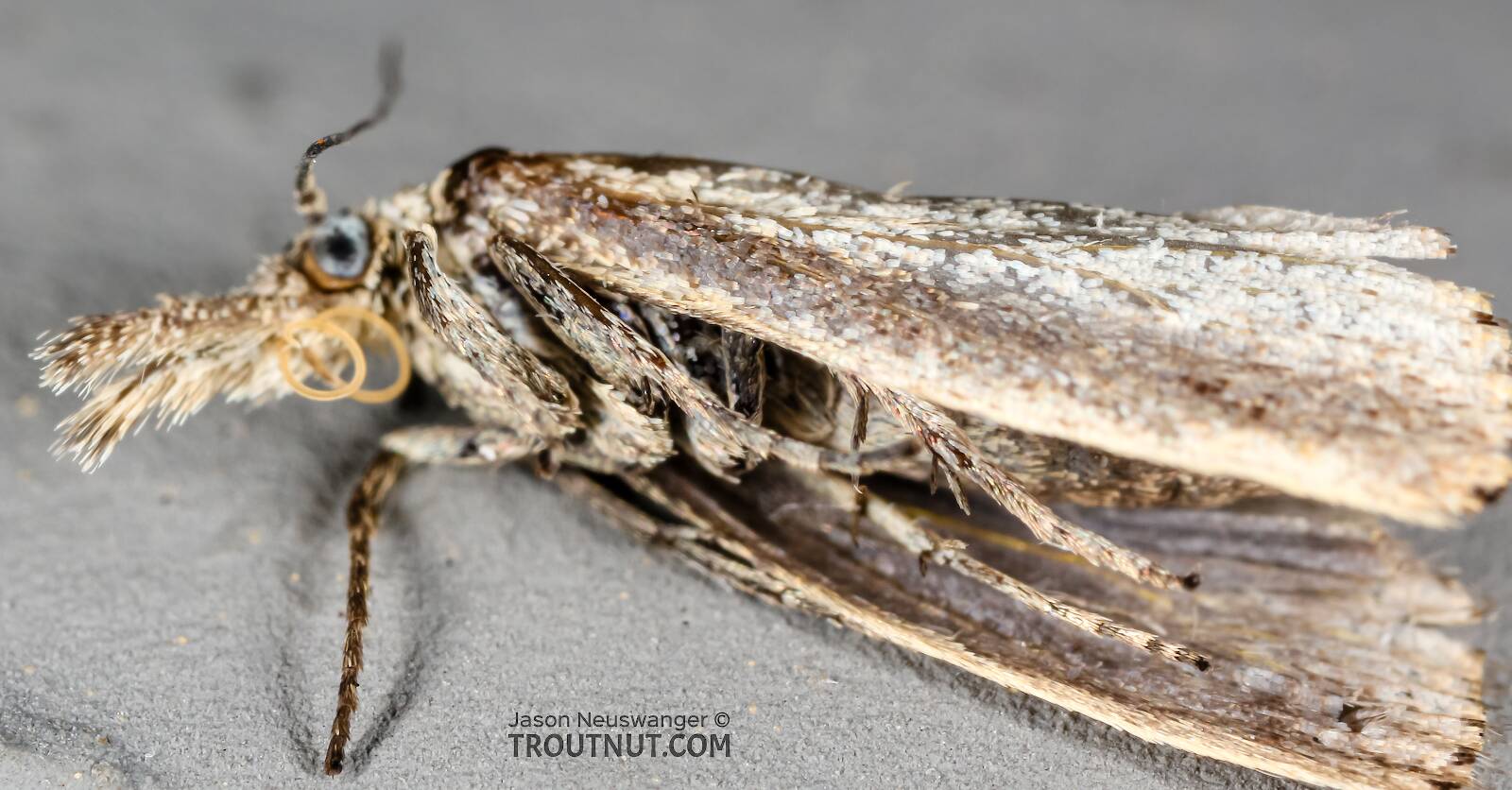 Lepidoptera (Moth) Insect Adult Pictures