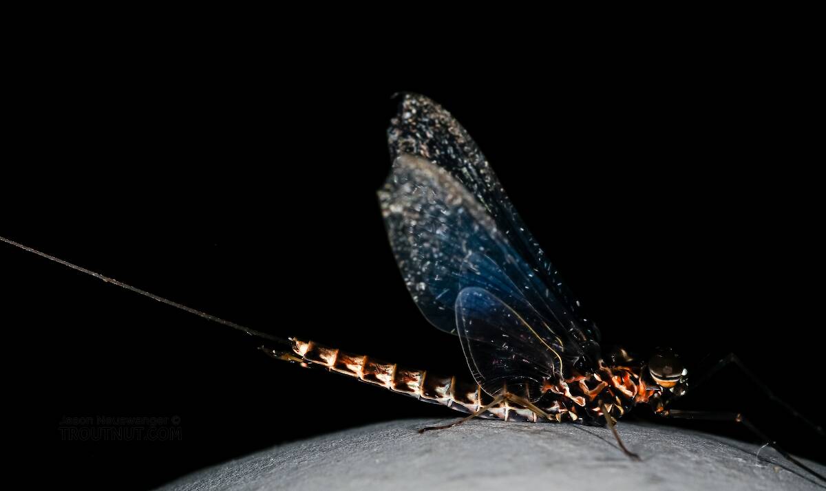 Mayfly Genus Siphlonurus (Gray Drakes)