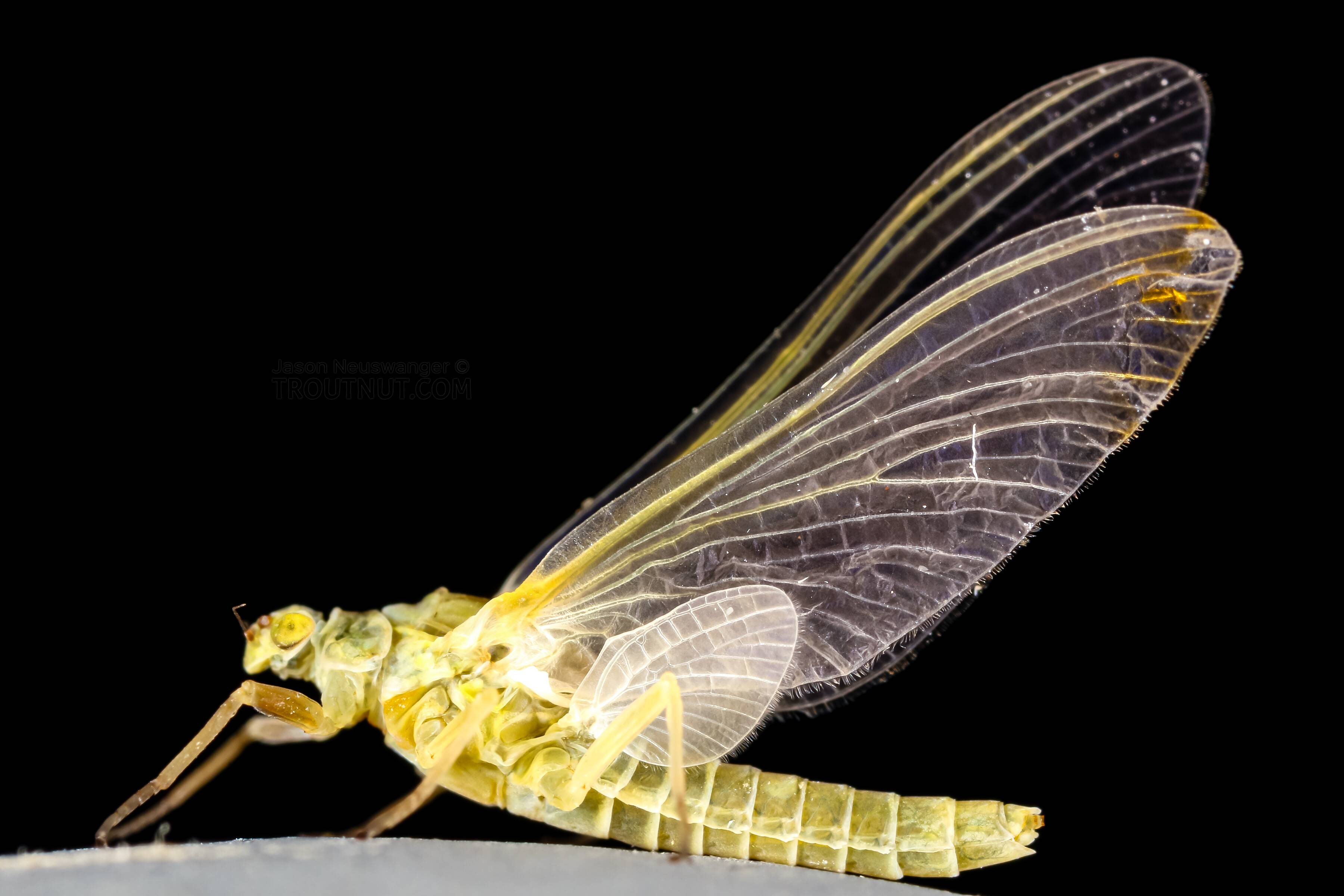 Mayfly Species Ephemerella excrucians (Pale Morning Duns)