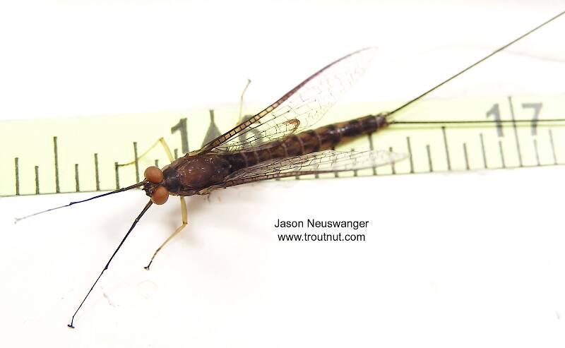 Male Hexagenia atrocaudata (Late Hex) Mayfly Spinner Pictures